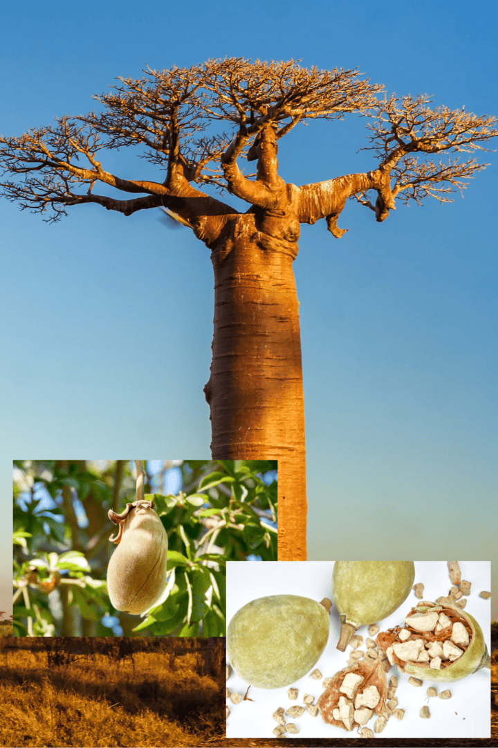 Easy Baobab Tea with Baobab Powder: Immune Boosting Drink | My Montana ...